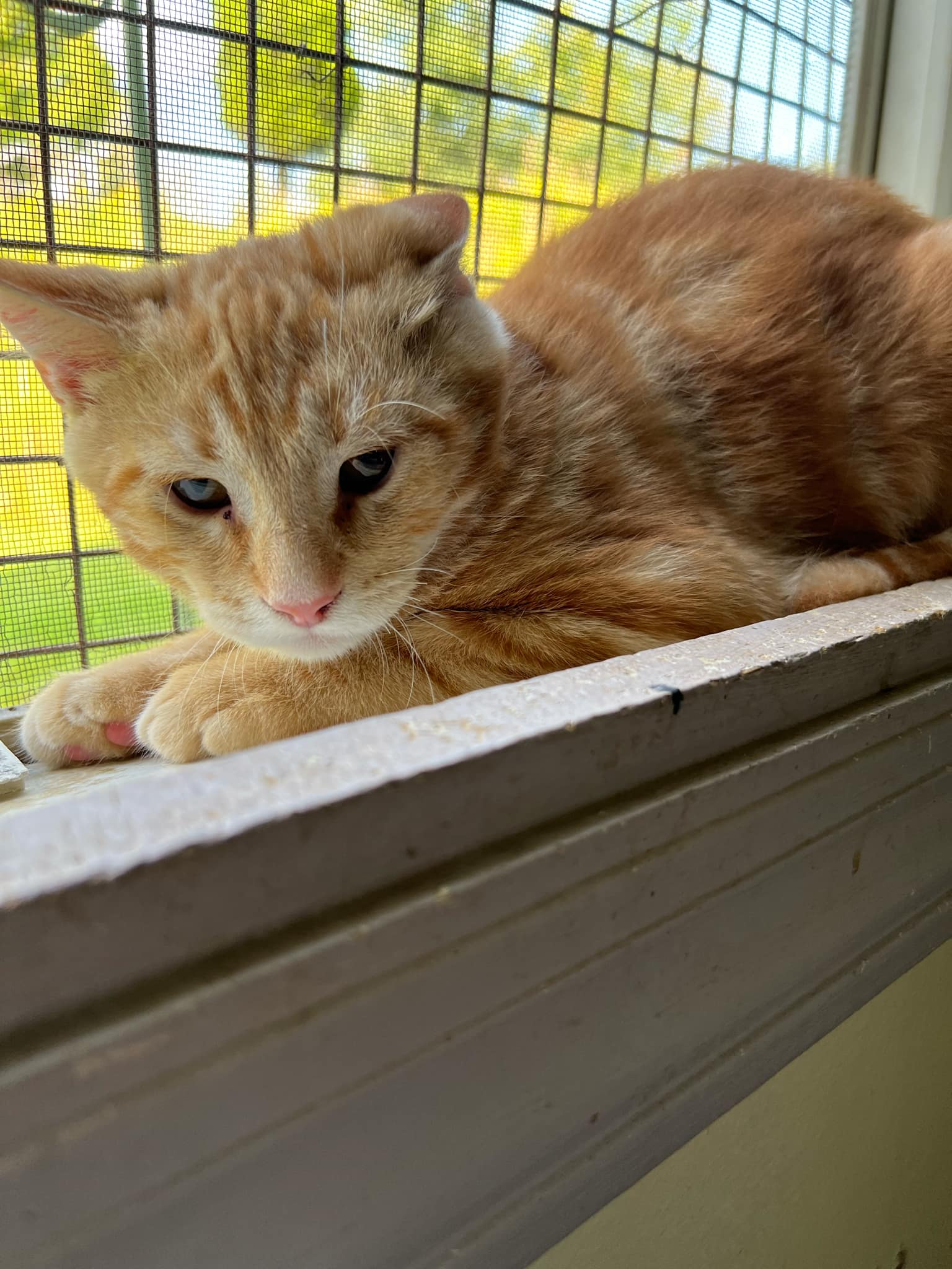 Cats/Kittens Available - Southern Tier Animal Control Southern Tier ...
