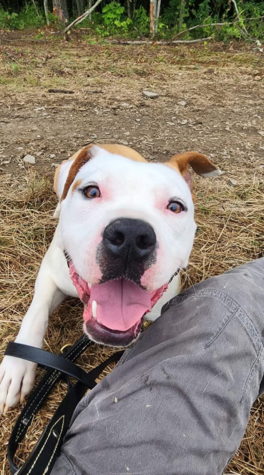 Dogs/puppies Available - Southern Tier Animal Control Southern Tier ...