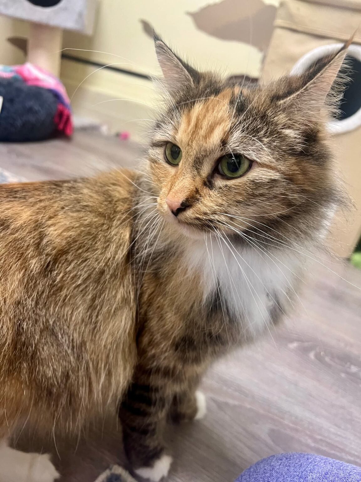 Cats/Kittens Available - Southern Tier Animal Control Southern Tier ...